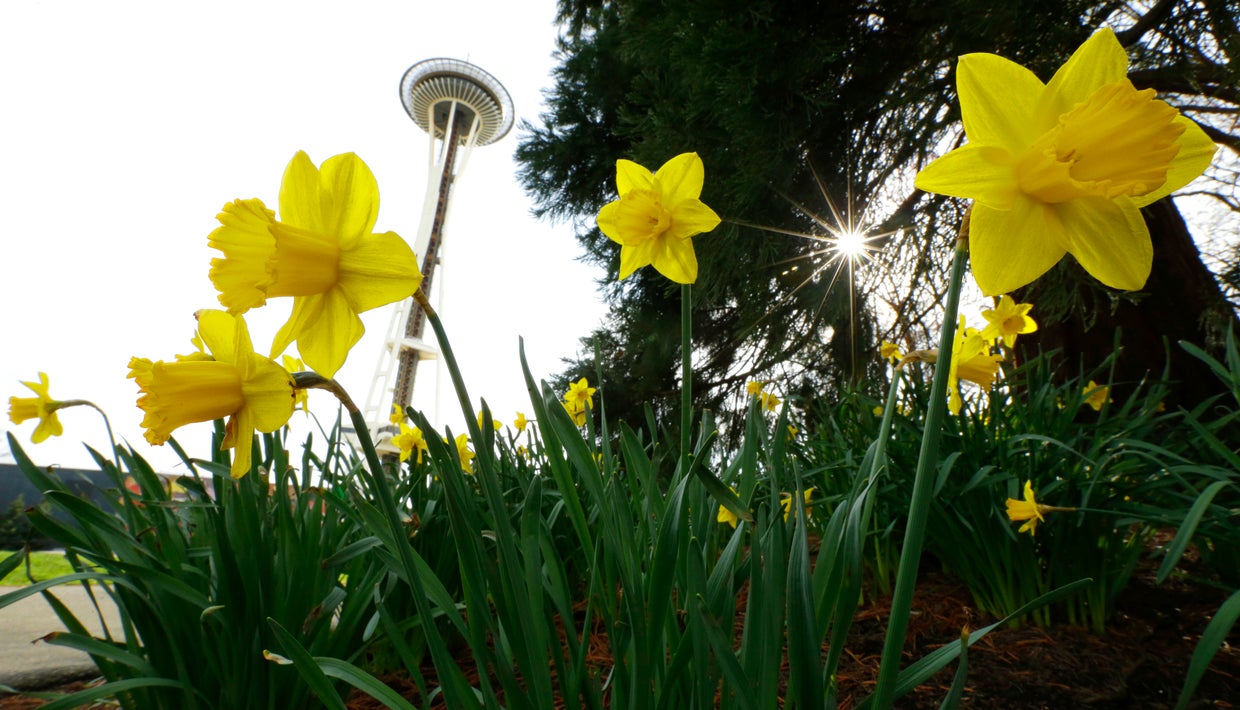 Super bloom: Spectacular spring flowers of 2017
