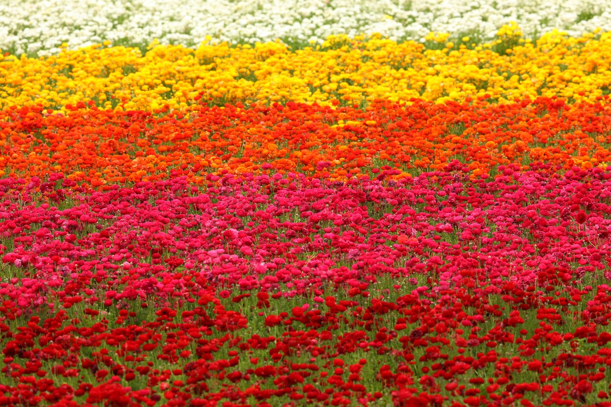 Super bloom: Spectacular spring flowers of 2017