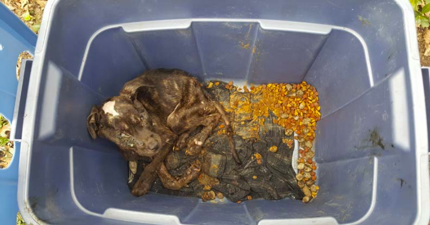 Woman saves 10-week-old puppy "left for dead" in plastic storage ...