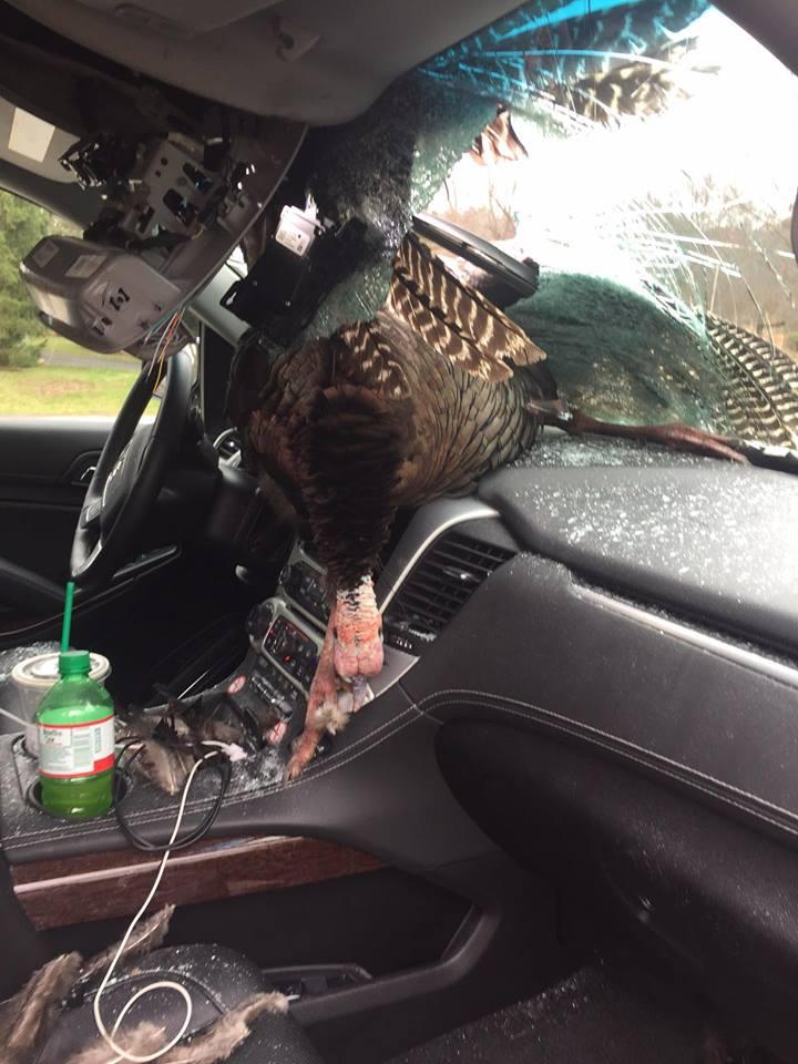 Heads up! 30-lb. wild turkey crashes through car windshield - CBS News
