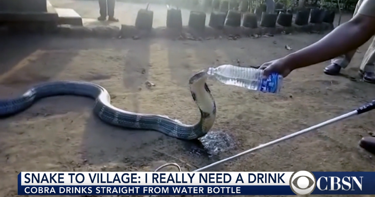 Parched snake quenches thirst with bottle of water - CBS News