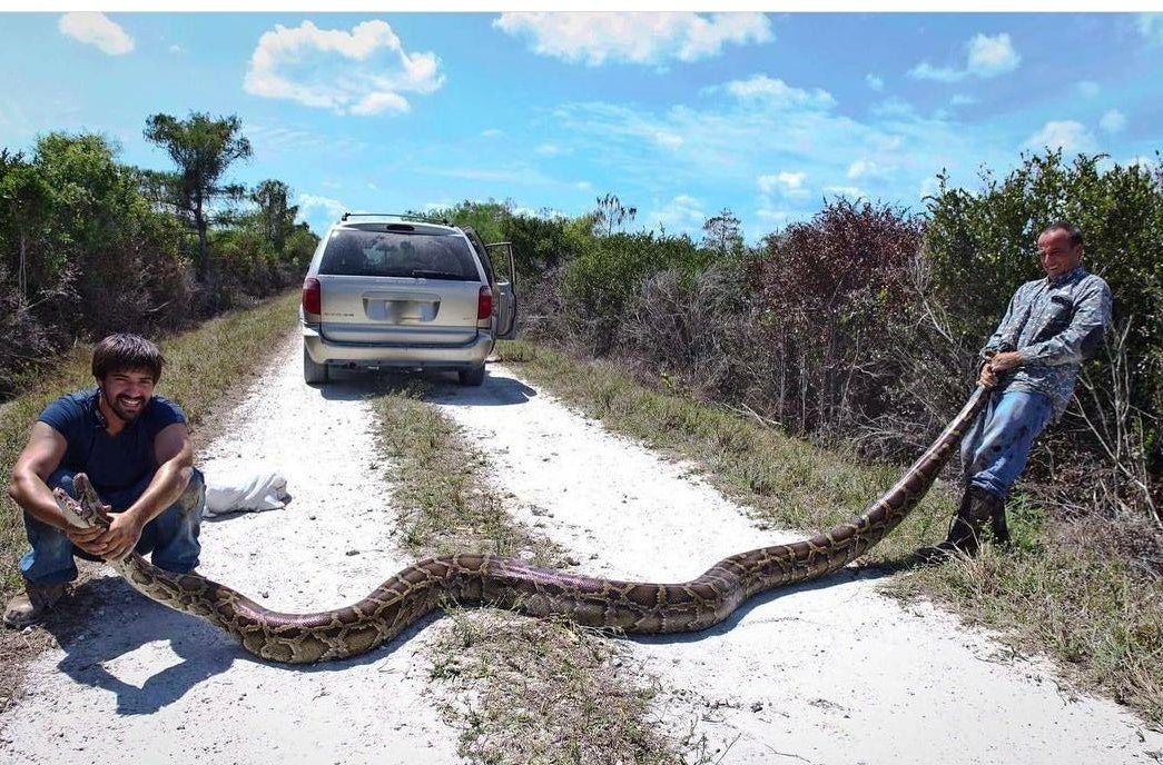 Men catch 15-foot-long, 144-pound python in the Florida Everglades ...