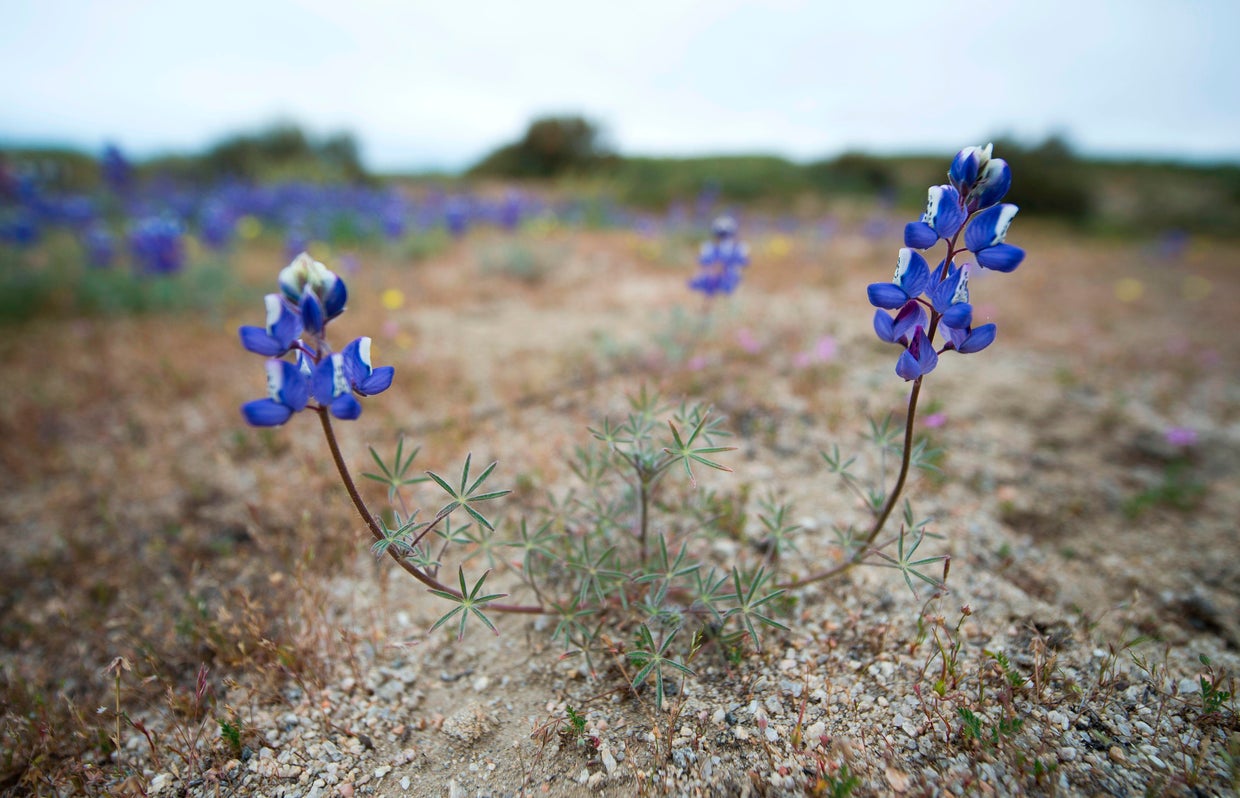 Super bloom: Spectacular spring flowers of 2017