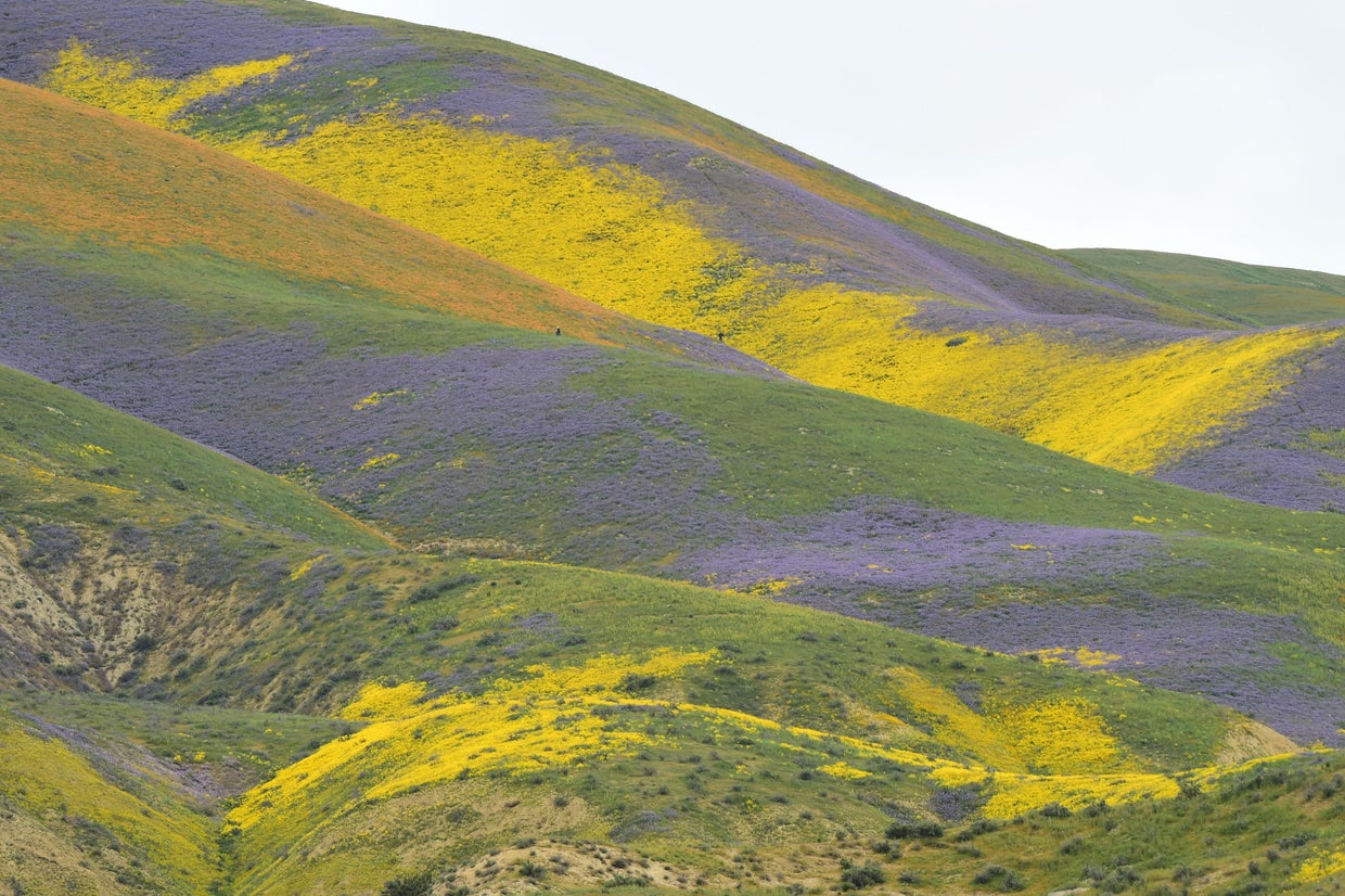 Super bloom: Spectacular spring flowers of 2017