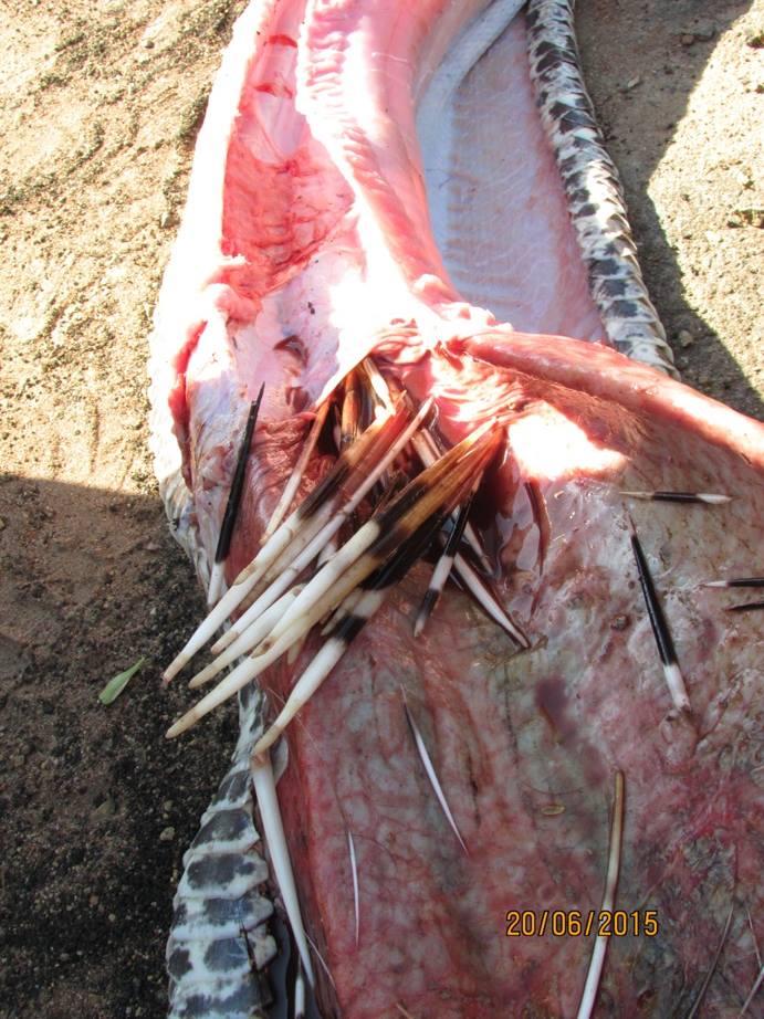 Insane snake attacks (WARNING: GRAPHIC IMAGES)