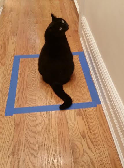 #CatSquare explained: Why cats can't resist thinking inside the box ...
