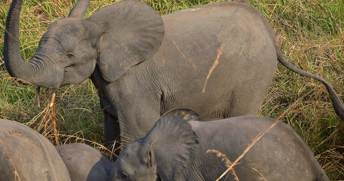 Physics of poop: Why it takes you and an elephant the same amount of ...