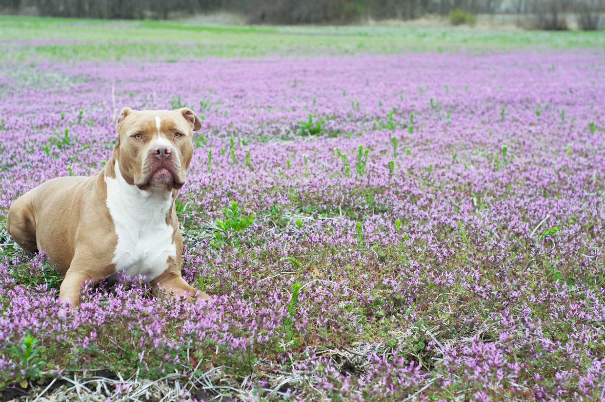 10 things you need to know about Lyme disease in dogs - CBS News