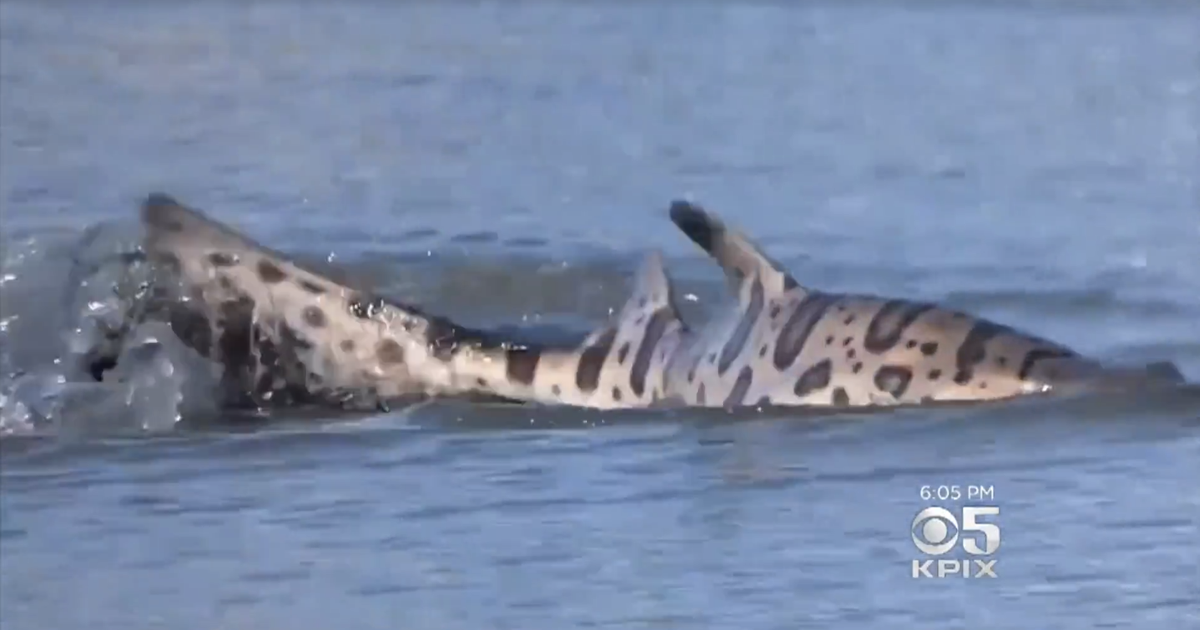 leopard shark attack