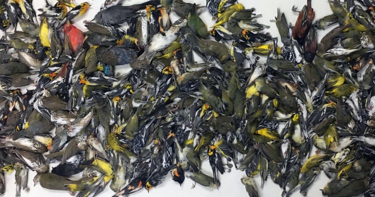 395 birds found dead after slamming into skyscraper - CBS News