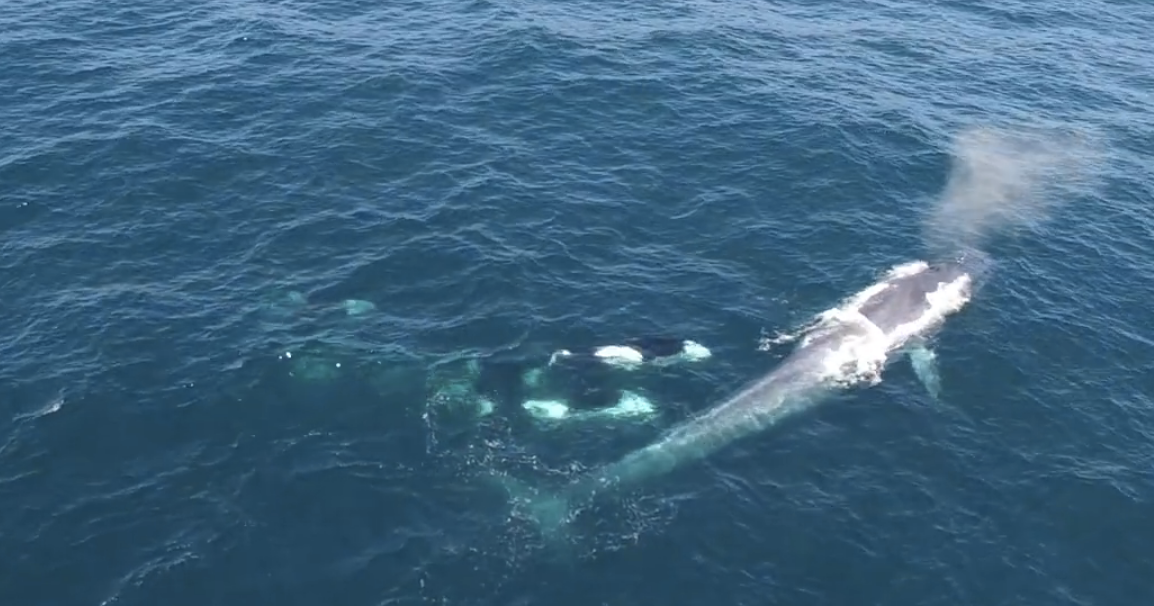 Killer whales chase down blue whale in rare drone footage - CBS News