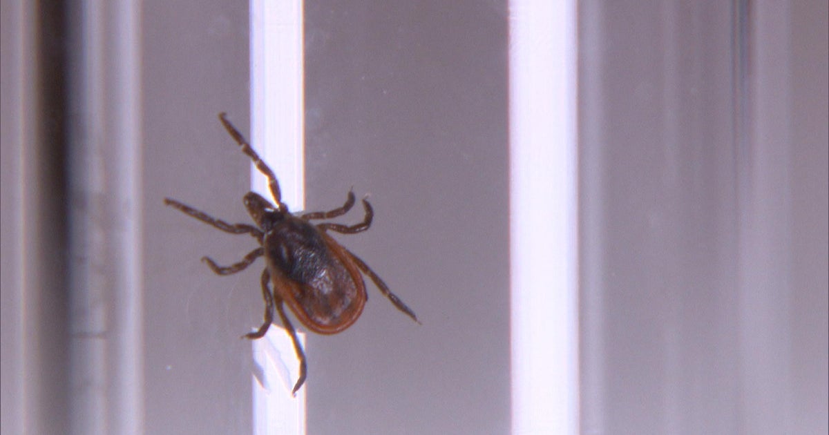 Tick season is here: How to avoid them and prevent tick-borne illnesses ...
