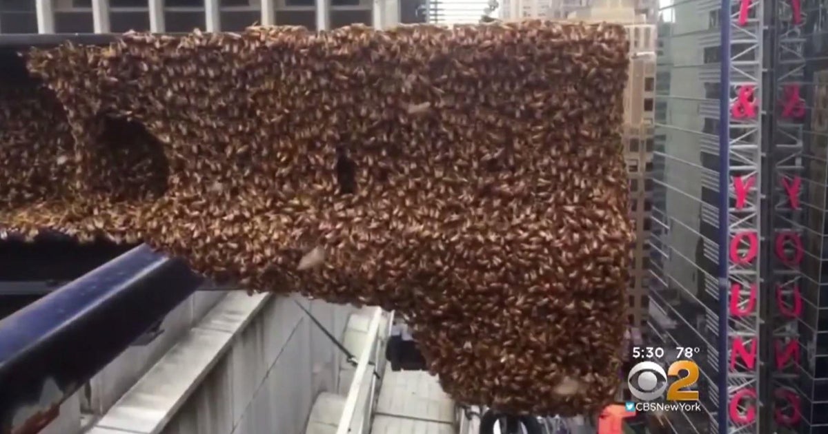 30,000 bees swarm ledge high atop Times Square - CBS News