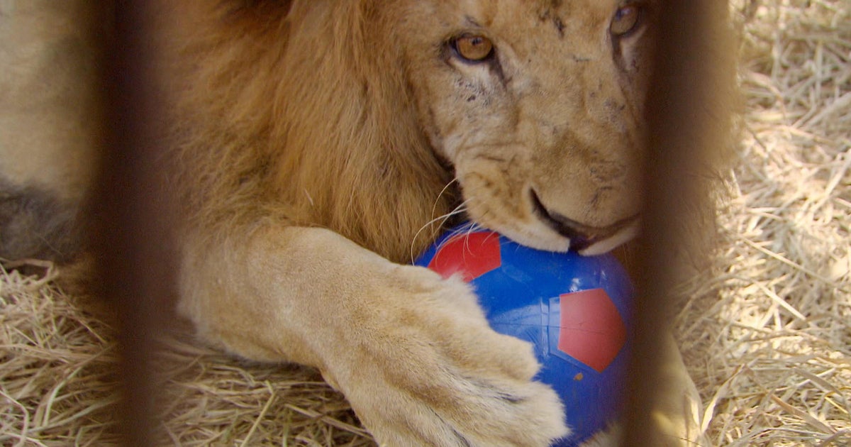 Disturbing footage of circus animal abuse leads to widespread reform ...