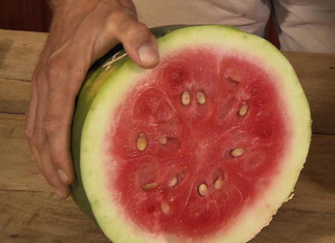 The return of an heirloom watermelon - CBS News