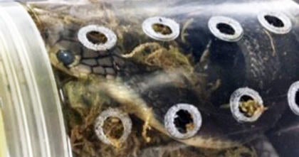 5 king cobras found in express mail package at JFK airport - CBS News