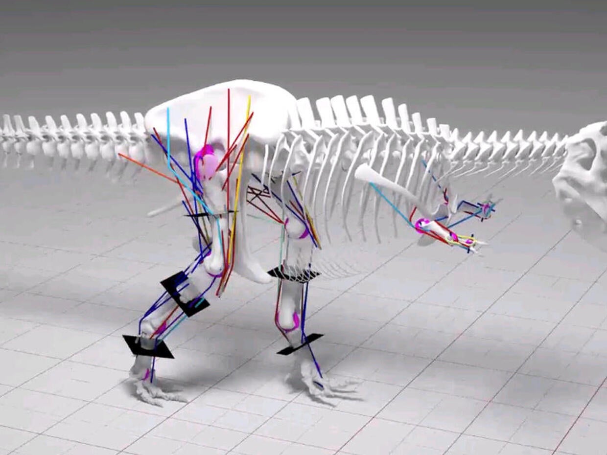 T. rex couldn't run, research on Tyrannosaurus rex at University of ...