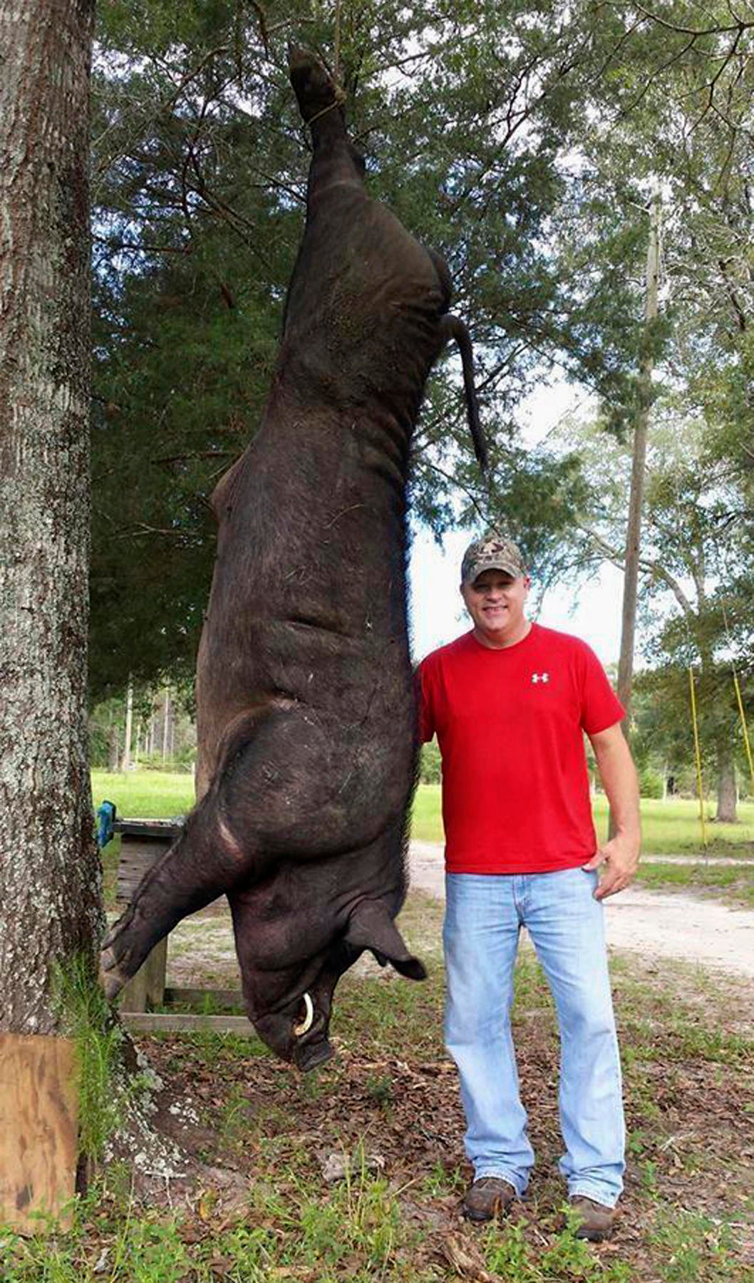 Alabama man kills 820-pound wild hog in front yard with gun - CBS News