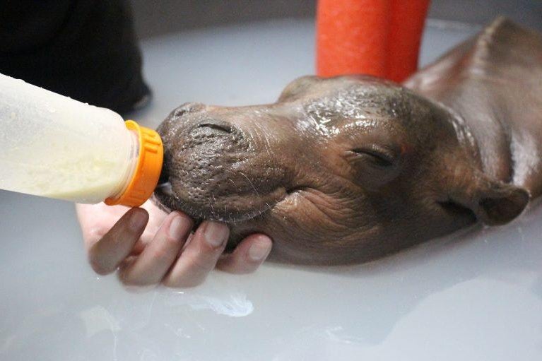 Baby Fiona the Hippo: Cincinnati Zoo pictures