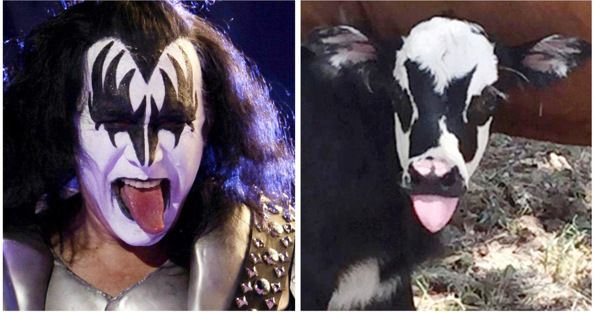 Gene Simmons calf? Baby cow resembles KISS lead singer - CBS News