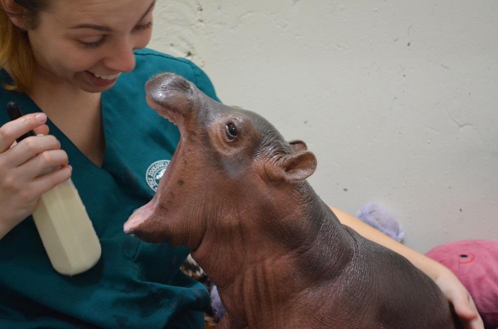 Baby Fiona the Hippo: Cincinnati Zoo pictures