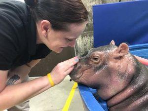 Baby Fiona the Hippo: Cincinnati Zoo pictures