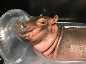 Baby Fiona the Hippo: Cincinnati Zoo pictures