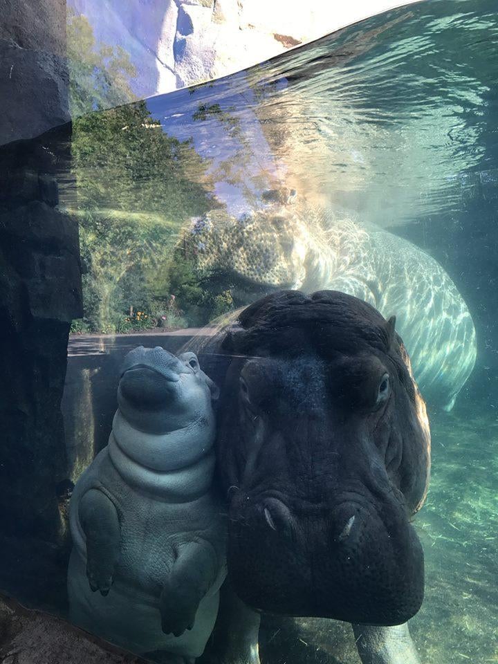 Baby Fiona the Hippo: Cincinnati Zoo pictures