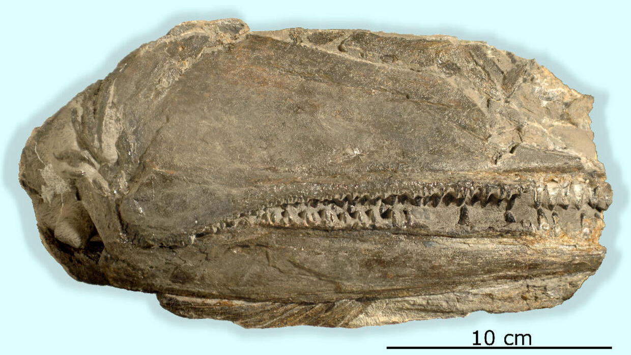 Fossil shows new fish species that looked, ate like shark, scientists ...