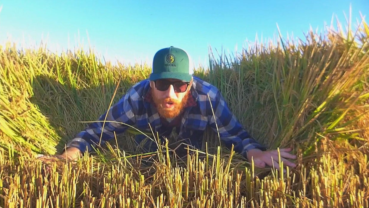 Rice industry says cauliflower "rice" is misleading consumers - CBS News