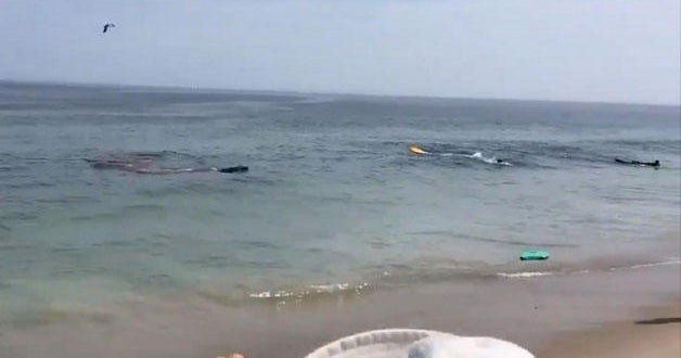 Shark attack on seal sparks panic at Cape Cod beach - CBS News