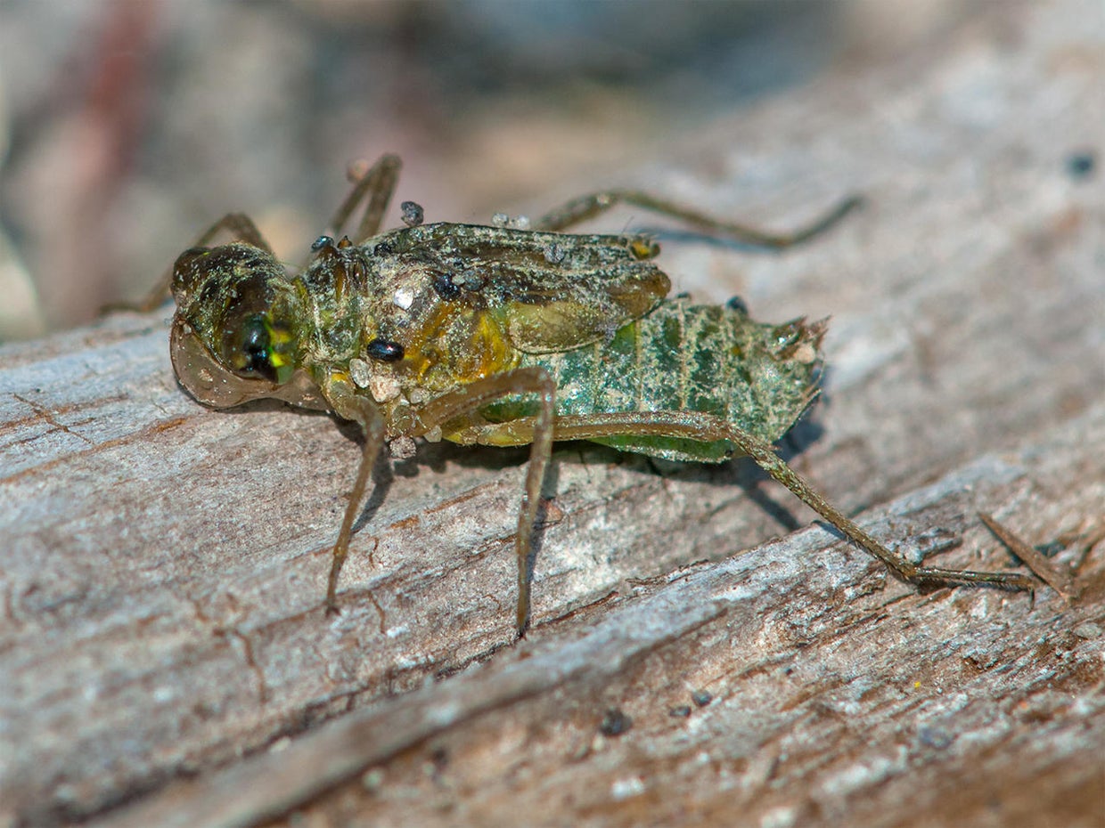 Nature up close: Dragonflies - CBS News