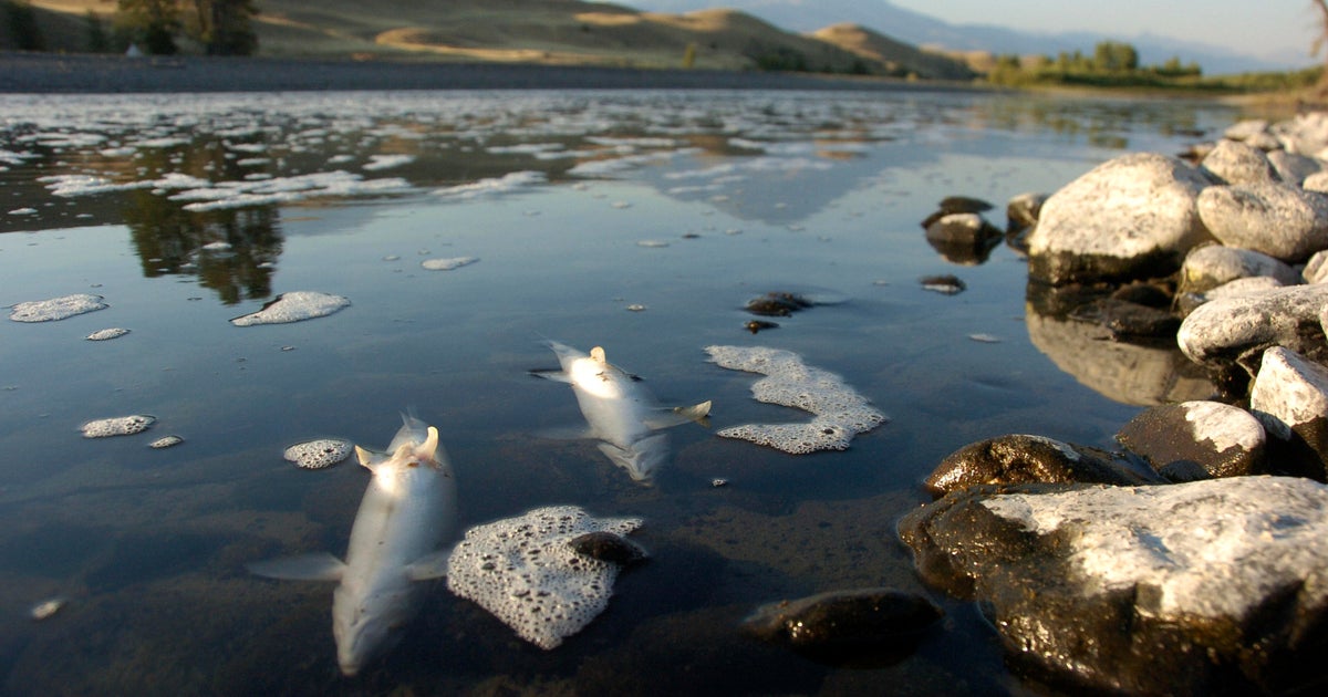 Dozens of dead fish found in Yellowstone River - CBS News