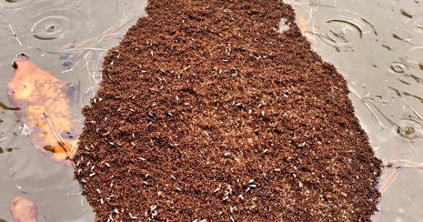 Houston Flood Ants The Extraordinary Behaviour Of Flooded Fire Ants