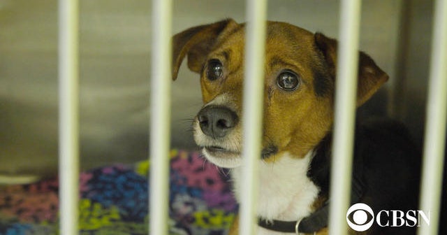 Meet the woman who saved over 100 animals from Harvey - CBS News
