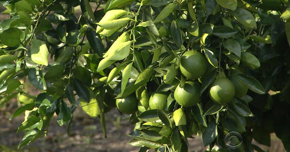 Florida's citrus industry impacted by Hurricane Irma's wrath - CBS News