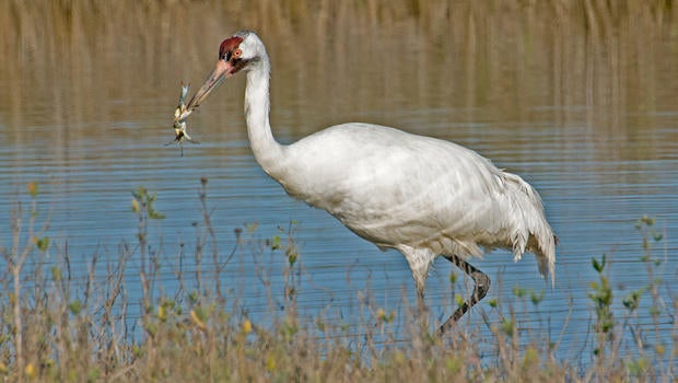 Nature up close: Whooping cranes - CBS News