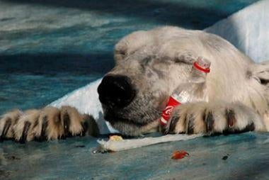 Microplastics in Arctic Circle polluting ocean water with plastic waste ...