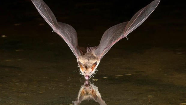 Nature up close: Bats, misunderstood but valuable - CBS News