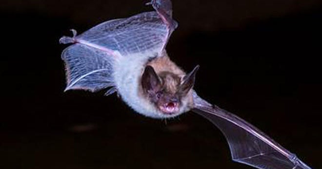 Nature up close: Bats, misunderstood but valuable - CBS News