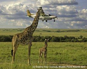 Hilarious finalists of the 2017 Comedy Wildlife Photography Awards