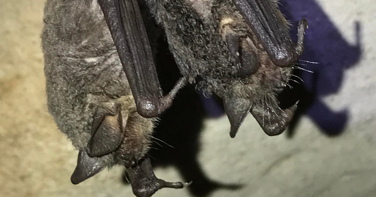 Behind the scenes: Filming bats - CBS News