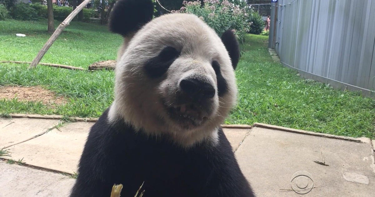 Giant panda treated like national treasure when it comes to health care ...