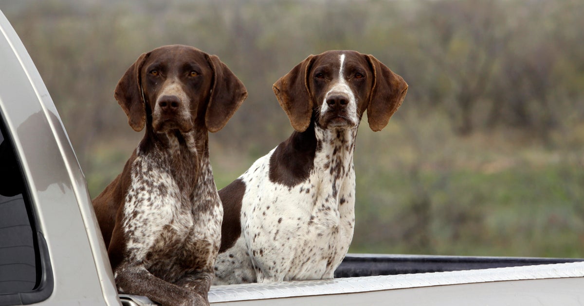 Dog steps on shotgun, shoots hunter - CBS News