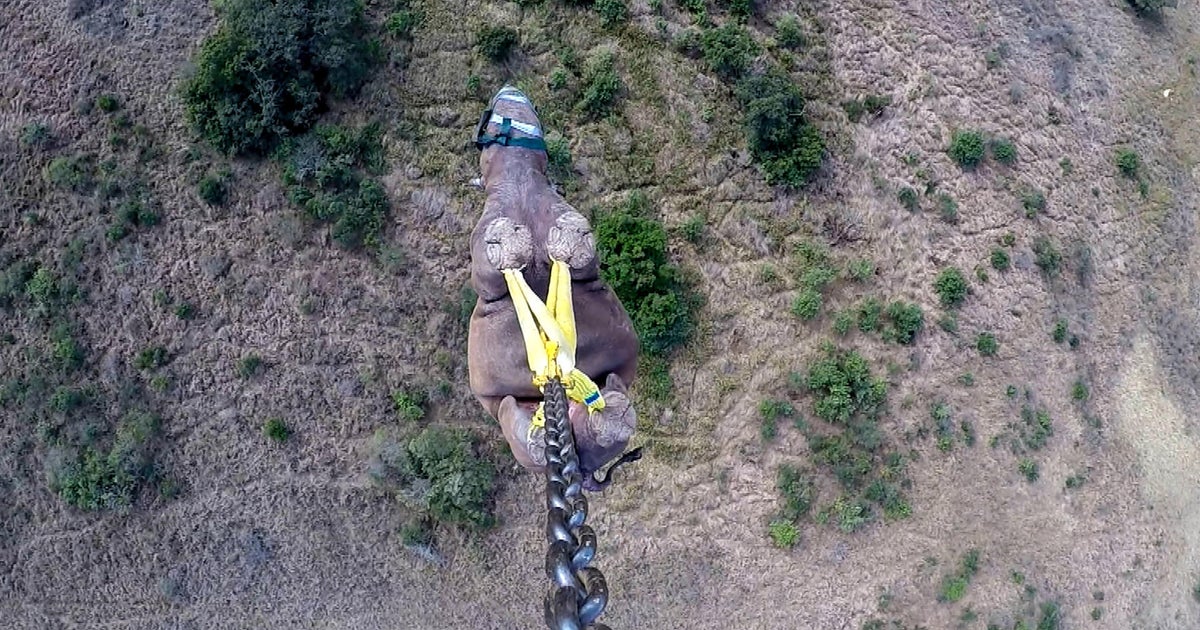 Filming flying rhinos - CBS News