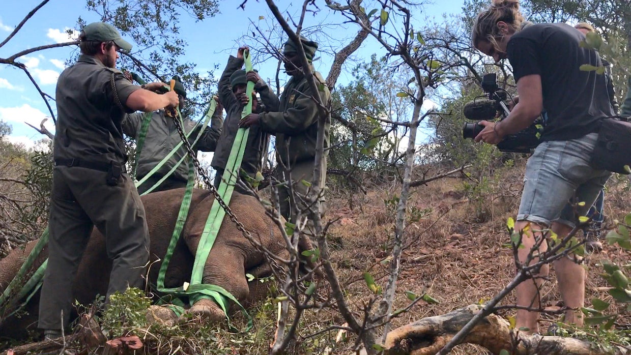 Filming flying rhinos - CBS News