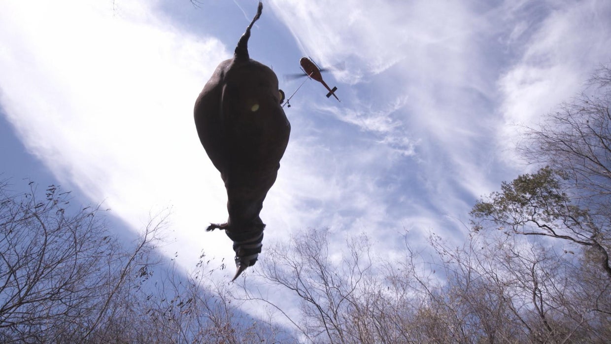 Saving rhino with helicopters - CBS News