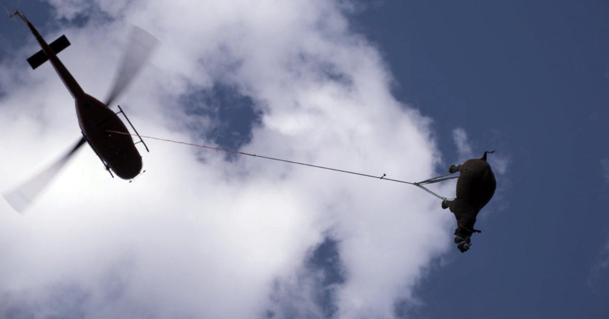 Saving rhino with helicopters - CBS News