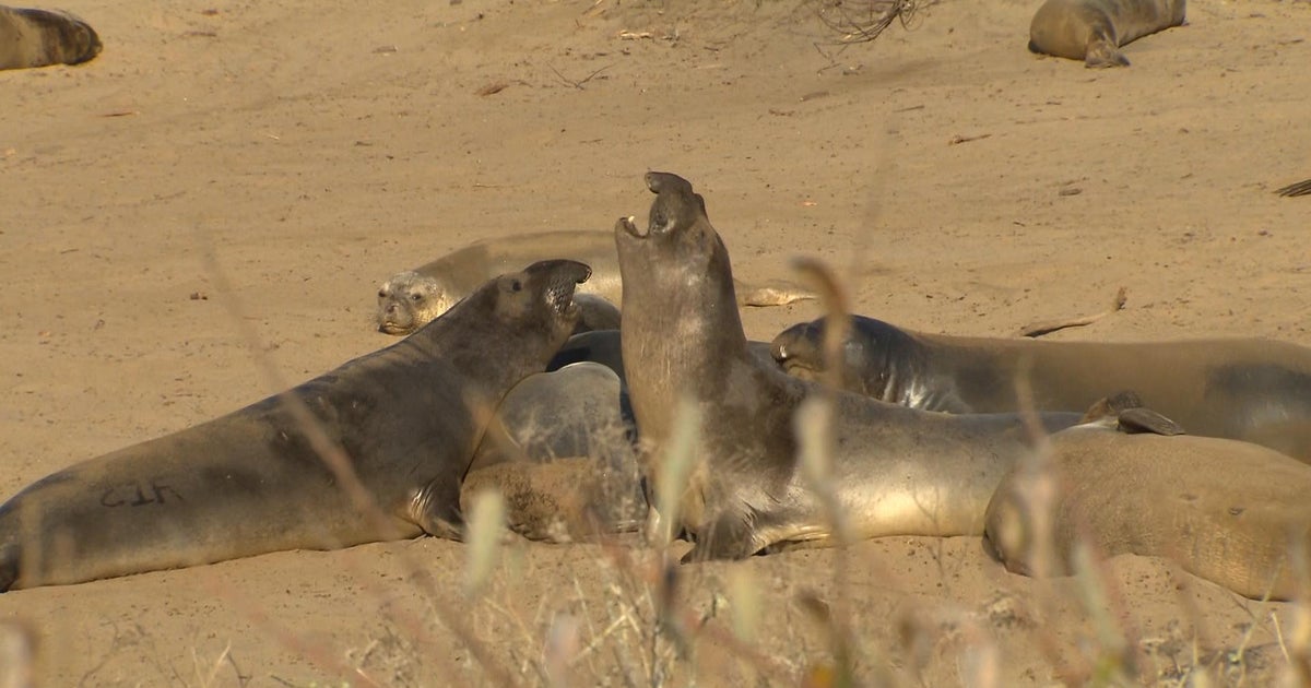 Researchers discover the secret lives of elephant seals - CBS News