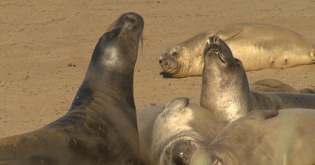 Researchers reveal a secret side to elephant seals - CBS News